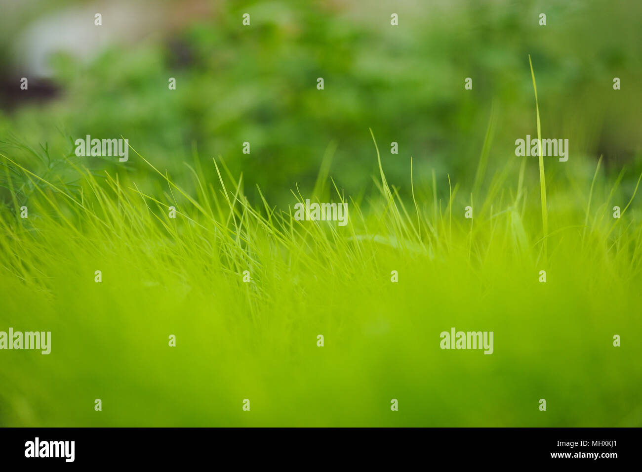 Fresh green pampas grass shoots. Cortaderia silver Stock Photo - Alamy
