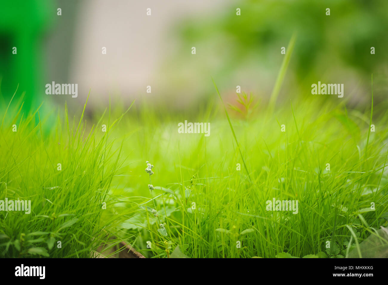 Fresh green pampas grass shoots. Cortaderia silver Stock Photo - Alamy
