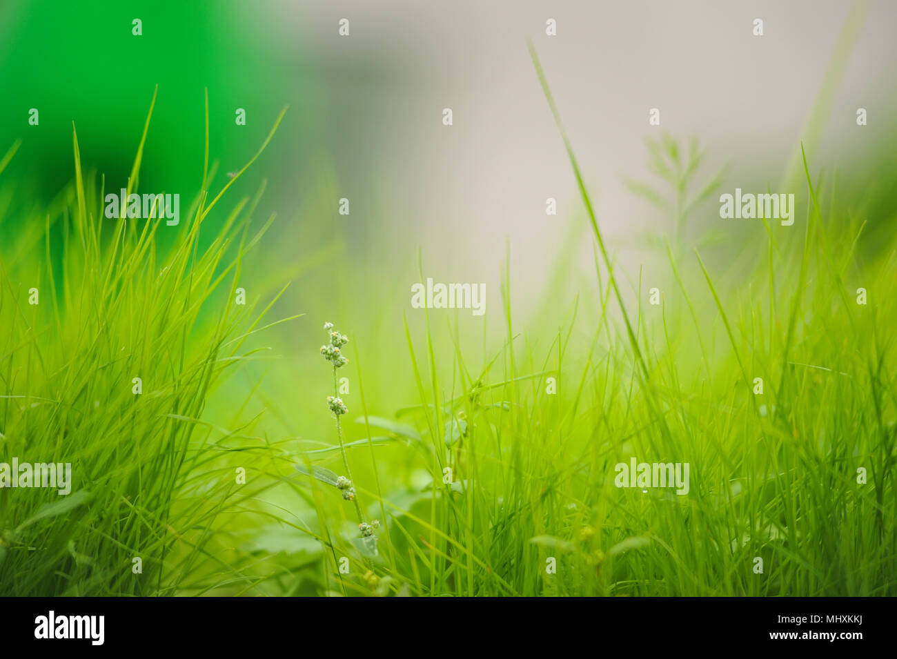 Fresh green pampas grass shoots. Cortaderia silver Stock Photo - Alamy