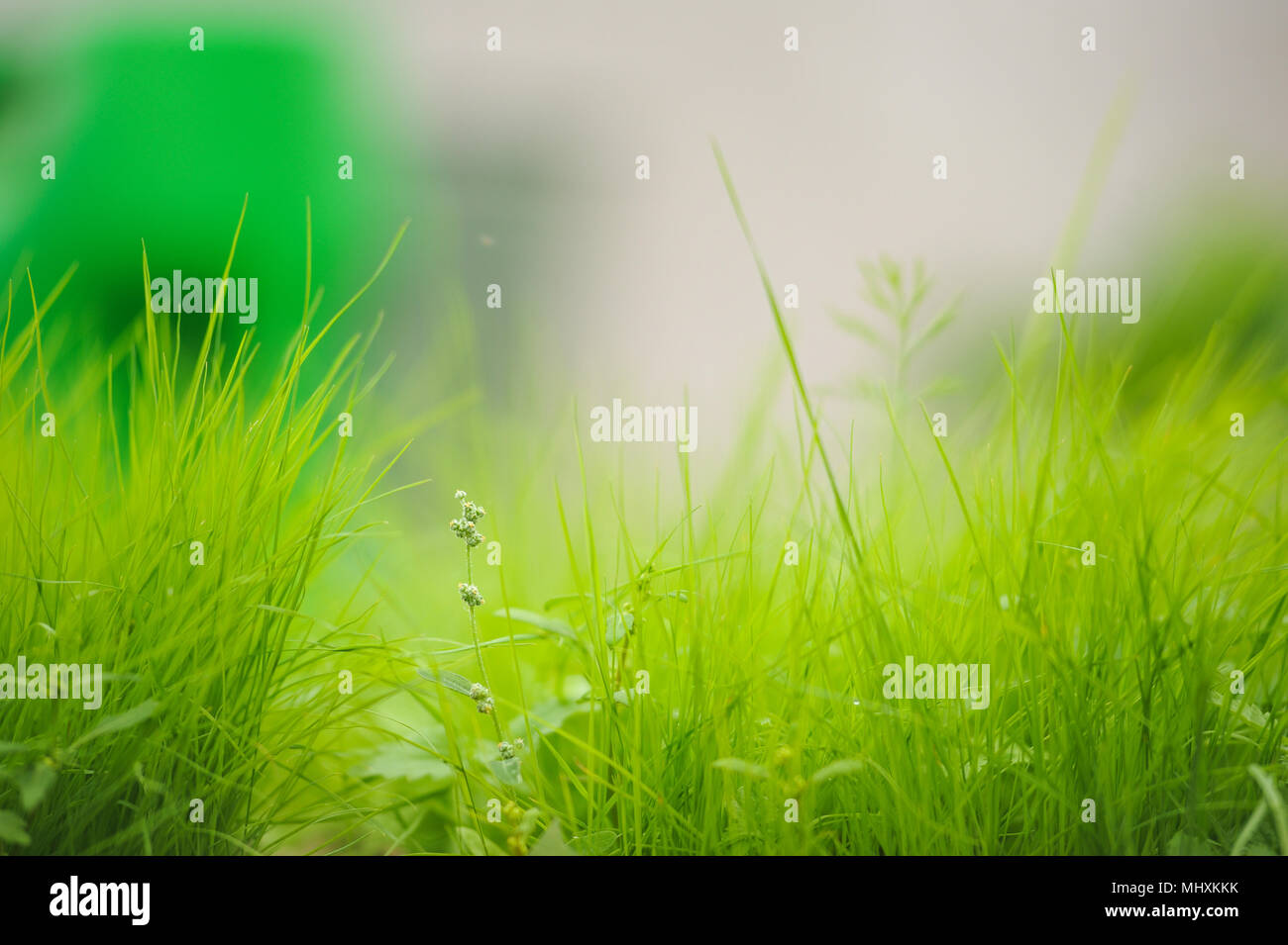 Fresh green pampas grass shoots. Cortaderia silver Stock Photo - Alamy