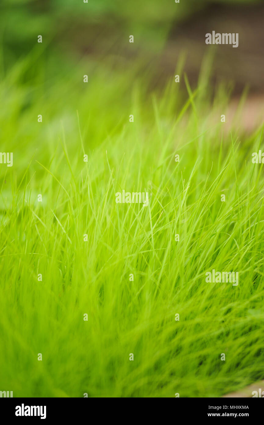 Fresh green pampas grass shoots. Cortaderia silver Stock Photo - Alamy
