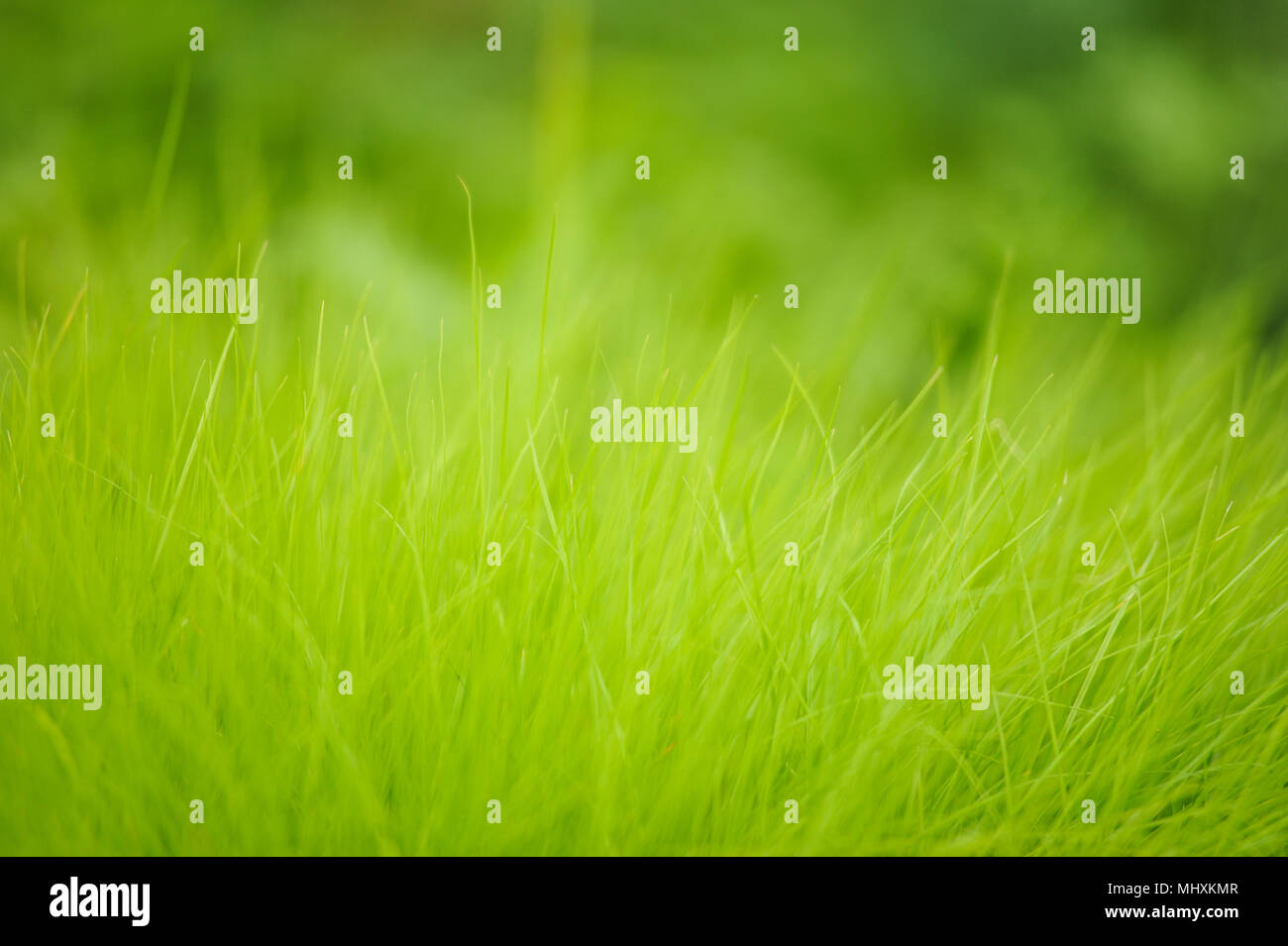 Fresh green pampas grass shoots. Cortaderia silver Stock Photo - Alamy