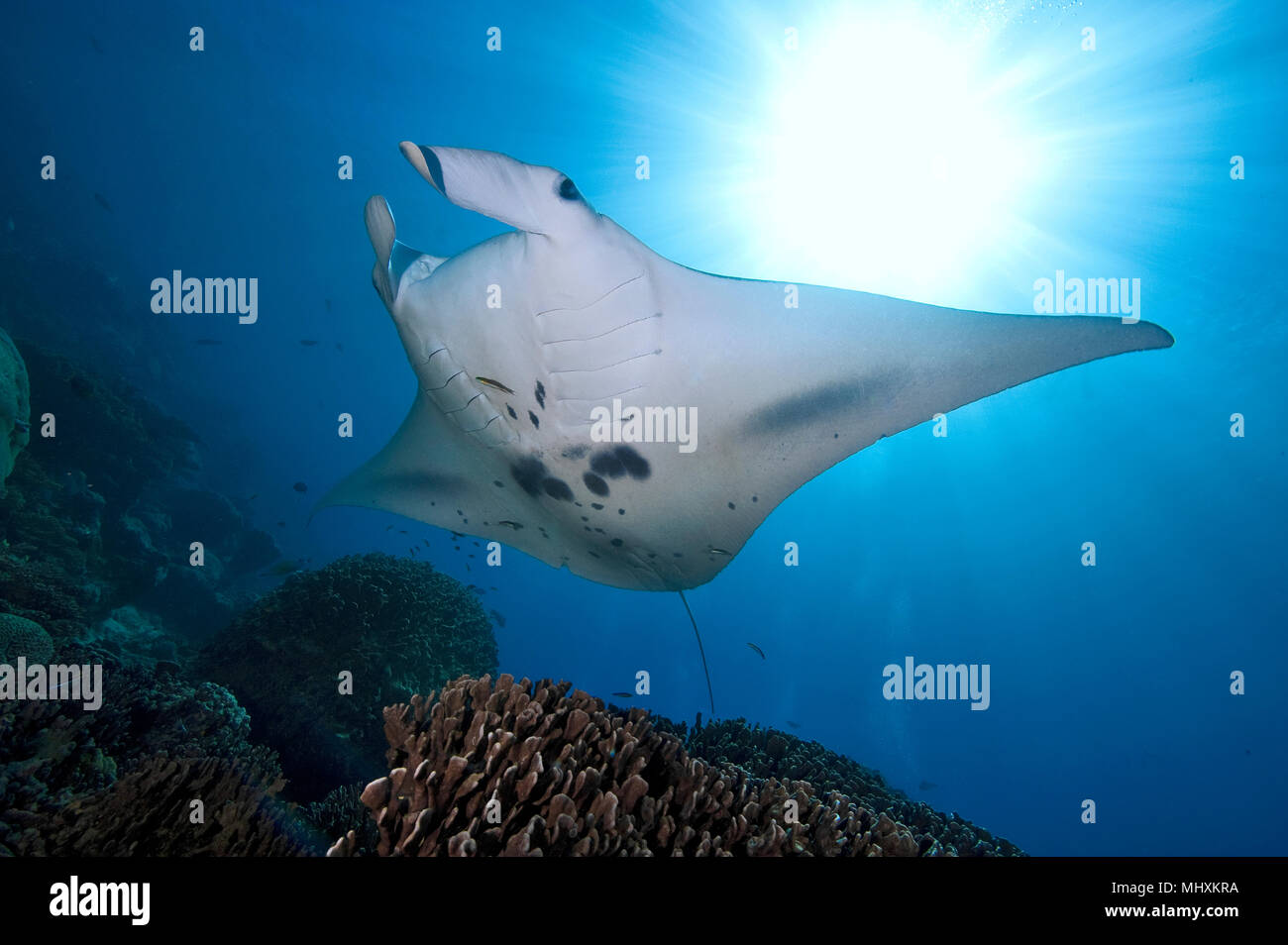 Fisch Malediven High Resolution Stock Photography and Images - Alamy