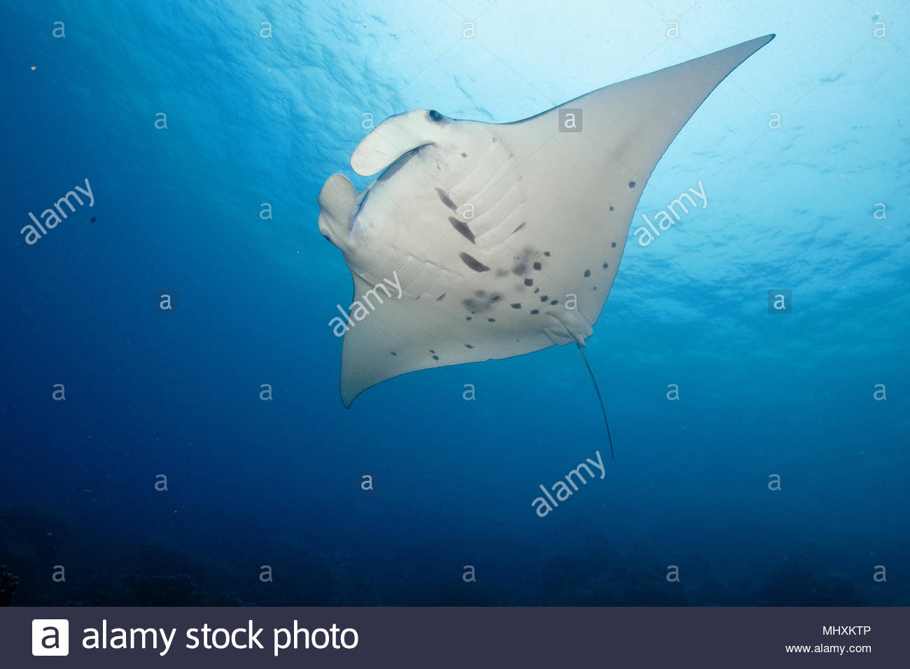 Atlantic Manta High Resolution Stock Photography and Images - Alamy