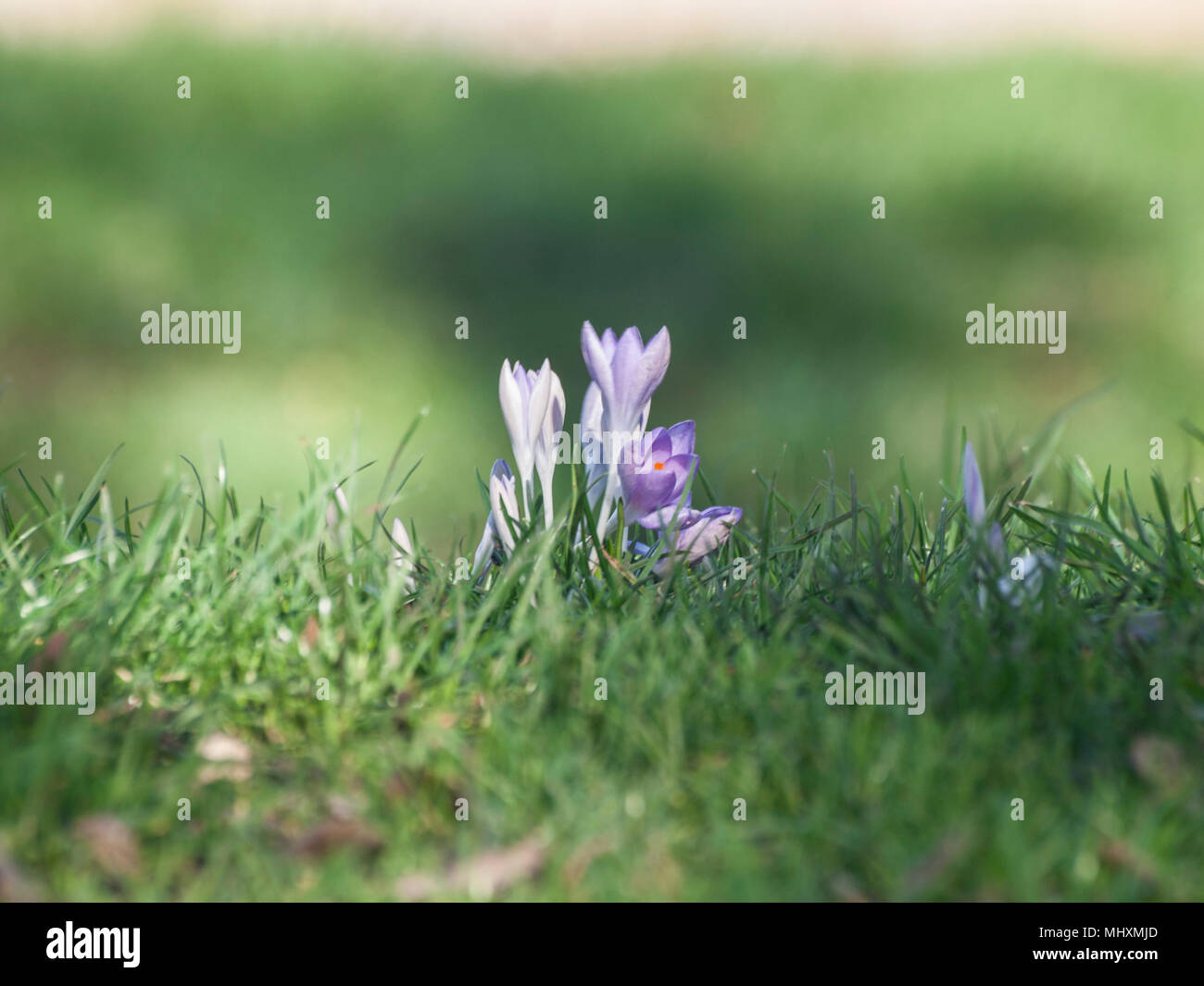 Faded lilac hi-res stock photography and images - Alamy
