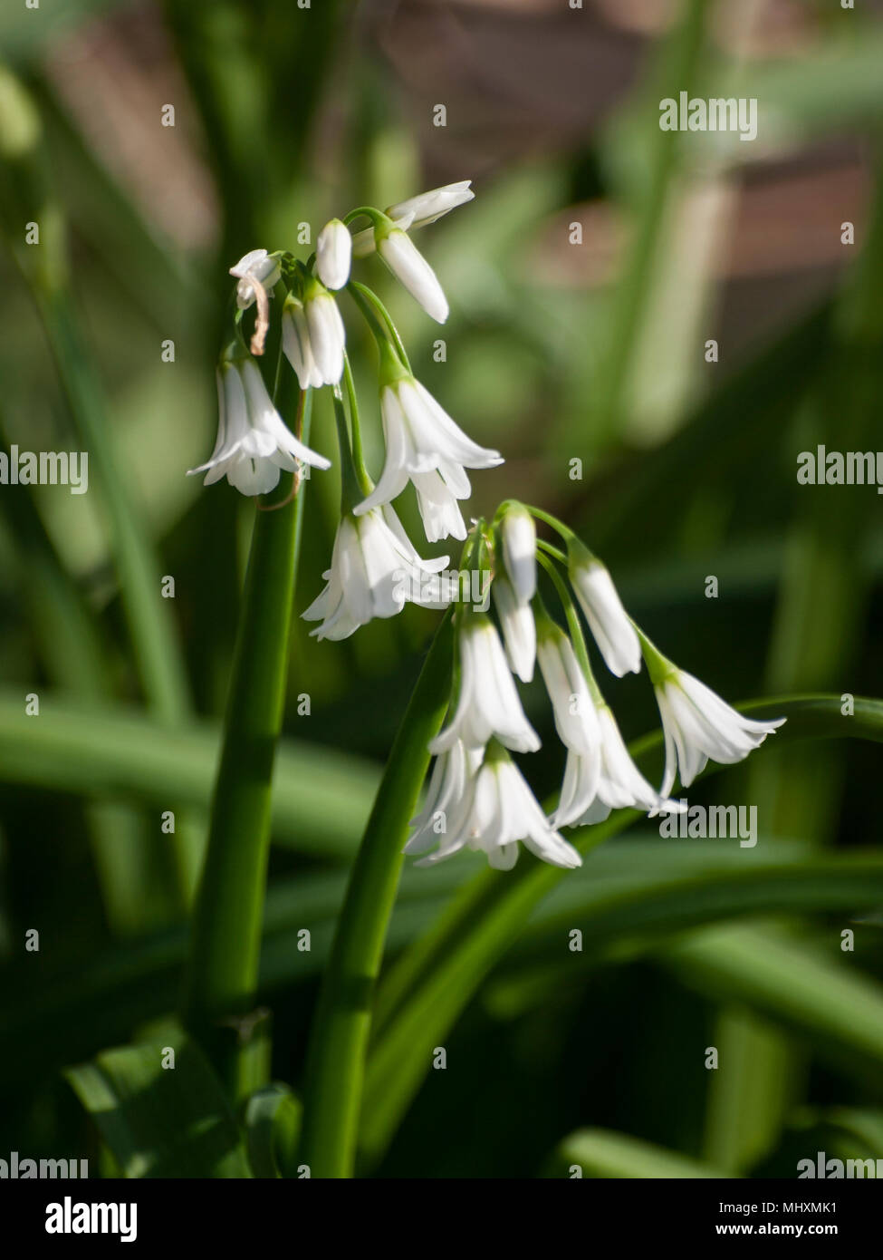 white bell flowers Stock Photo - Alamy
