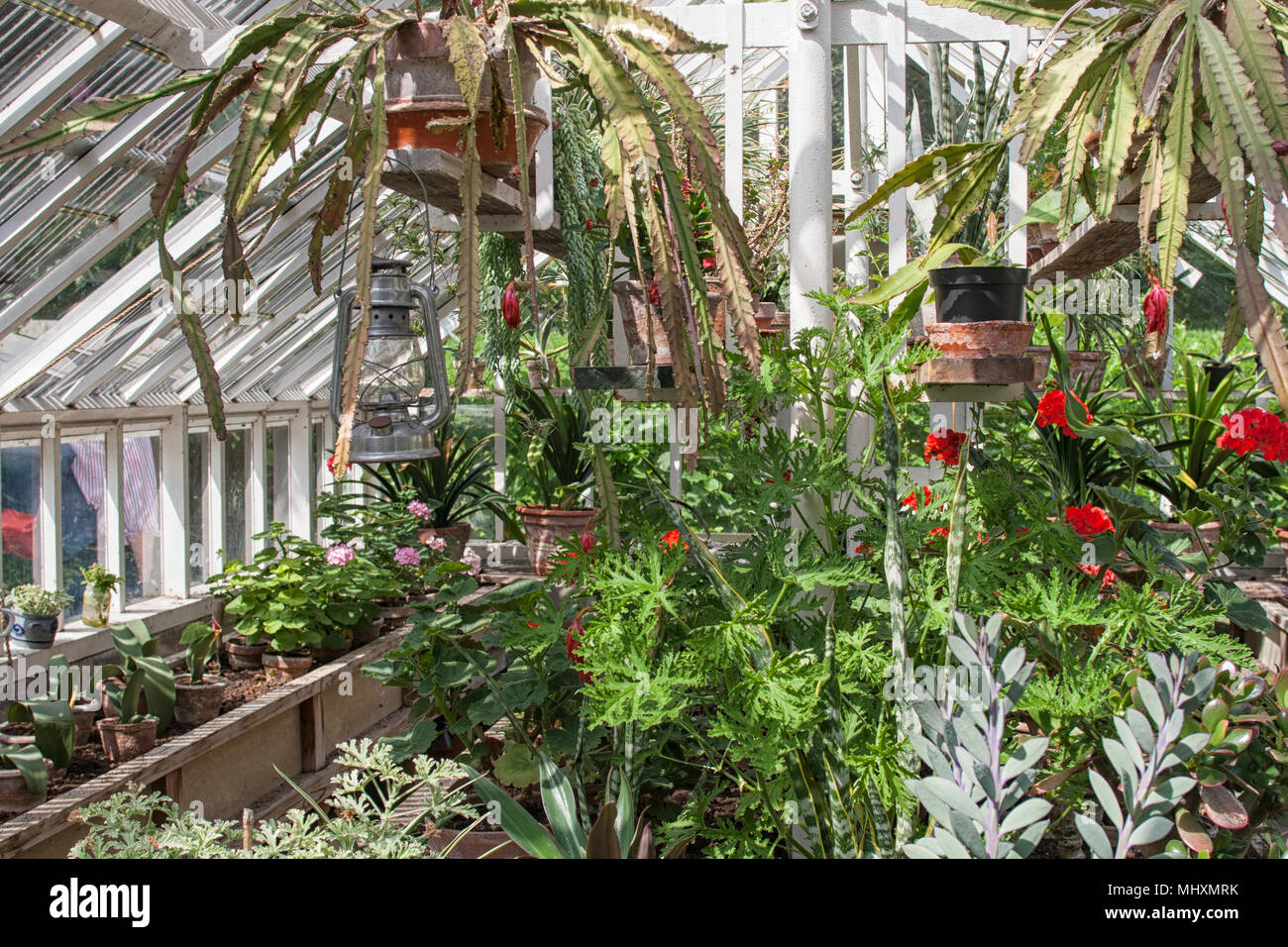 Small greenhouse interior hi-res stock photography and images - Alamy