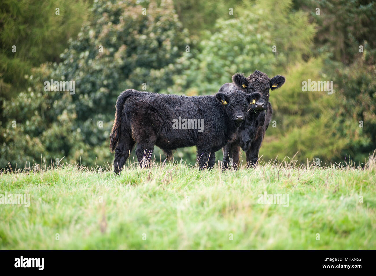 Pure beef hi-res stock photography and images - Alamy