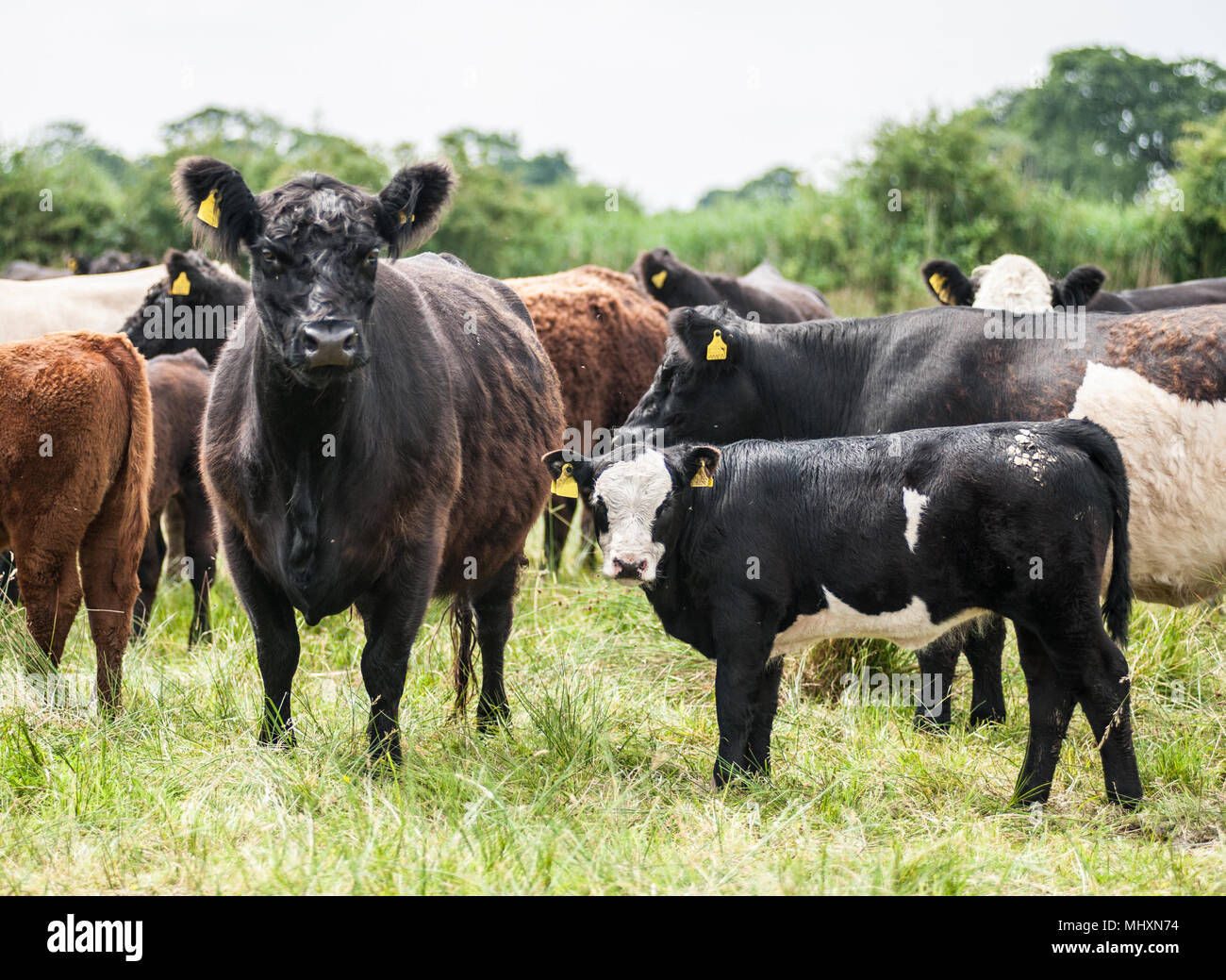 Breed from scotland hi-res stock photography and images - Alamy
