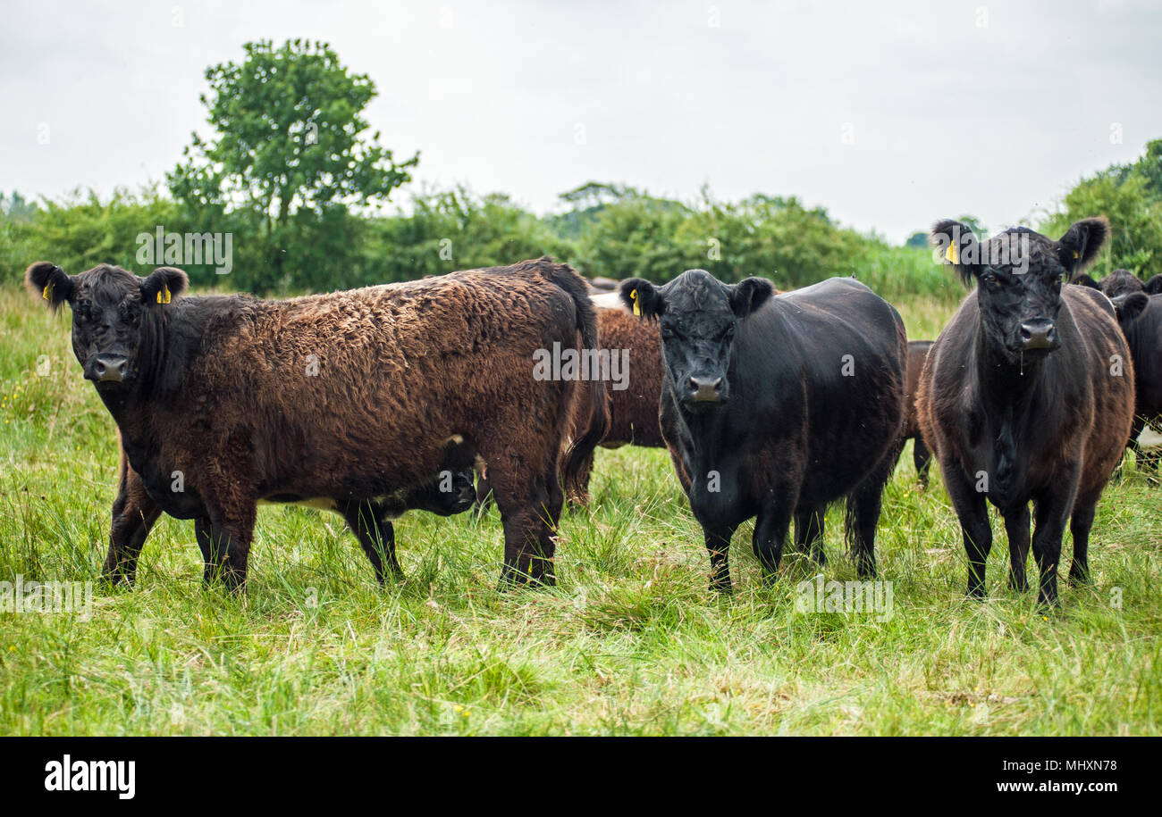 Hardy cows hi-res stock photography and images - Alamy