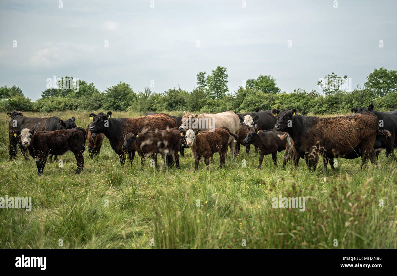 Pure grazer hi-res stock photography and images - Alamy