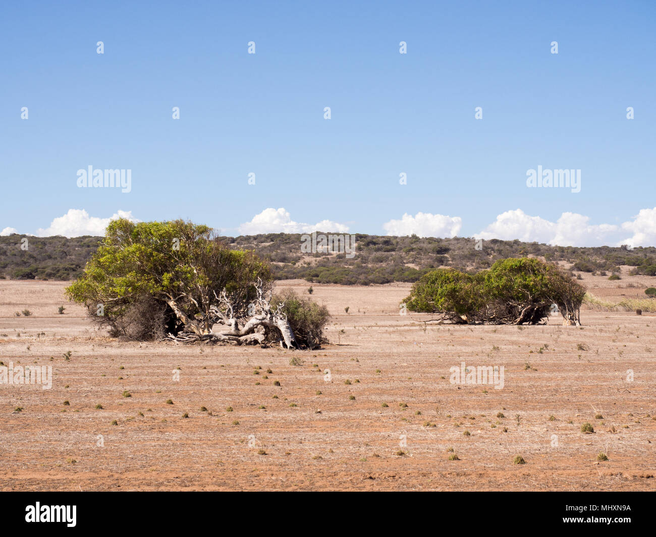 Leaning trees hi-res stock photography and images - Alamy