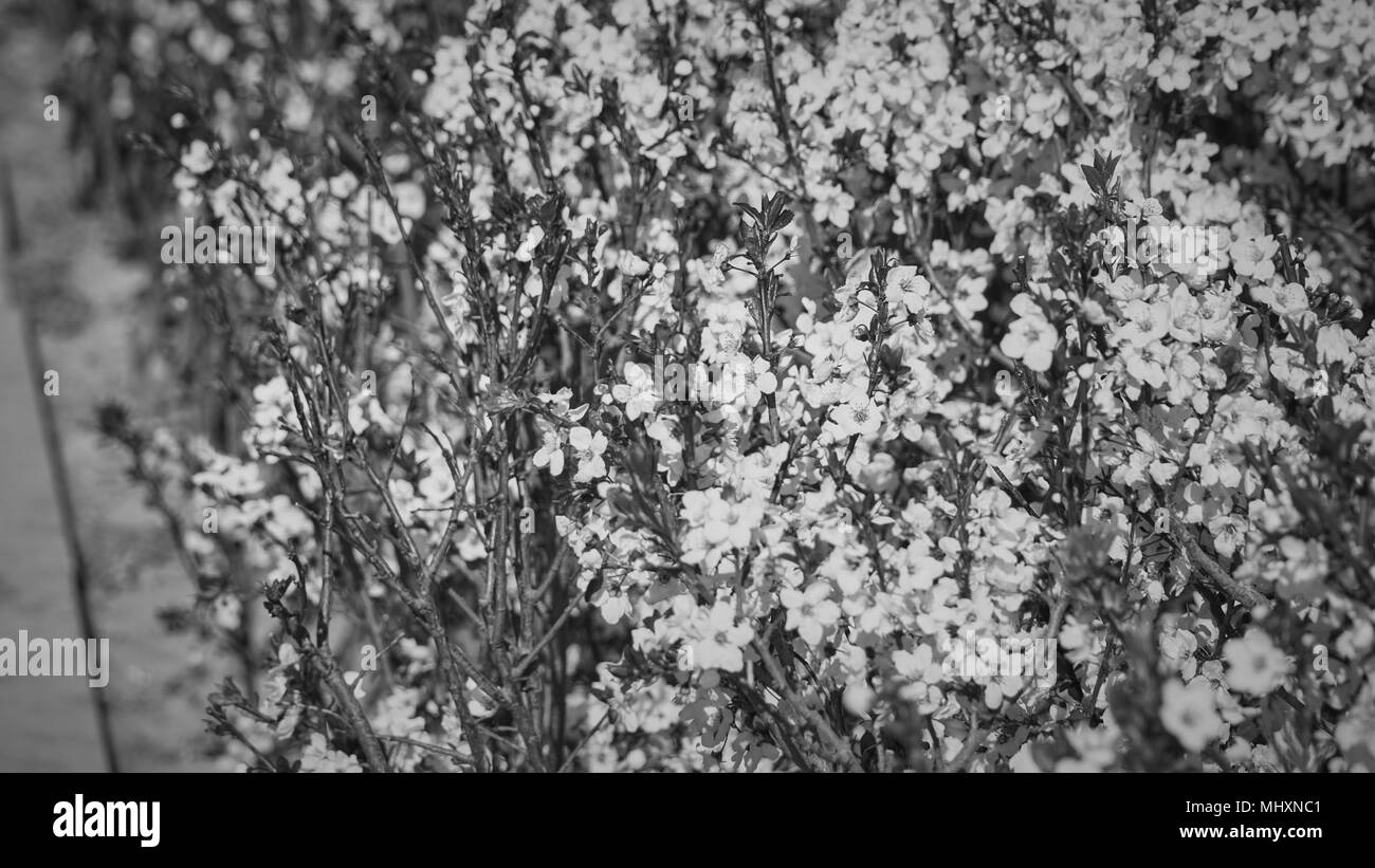 Plum fruit tree white Black and White Stock Photos & Images - Alamy