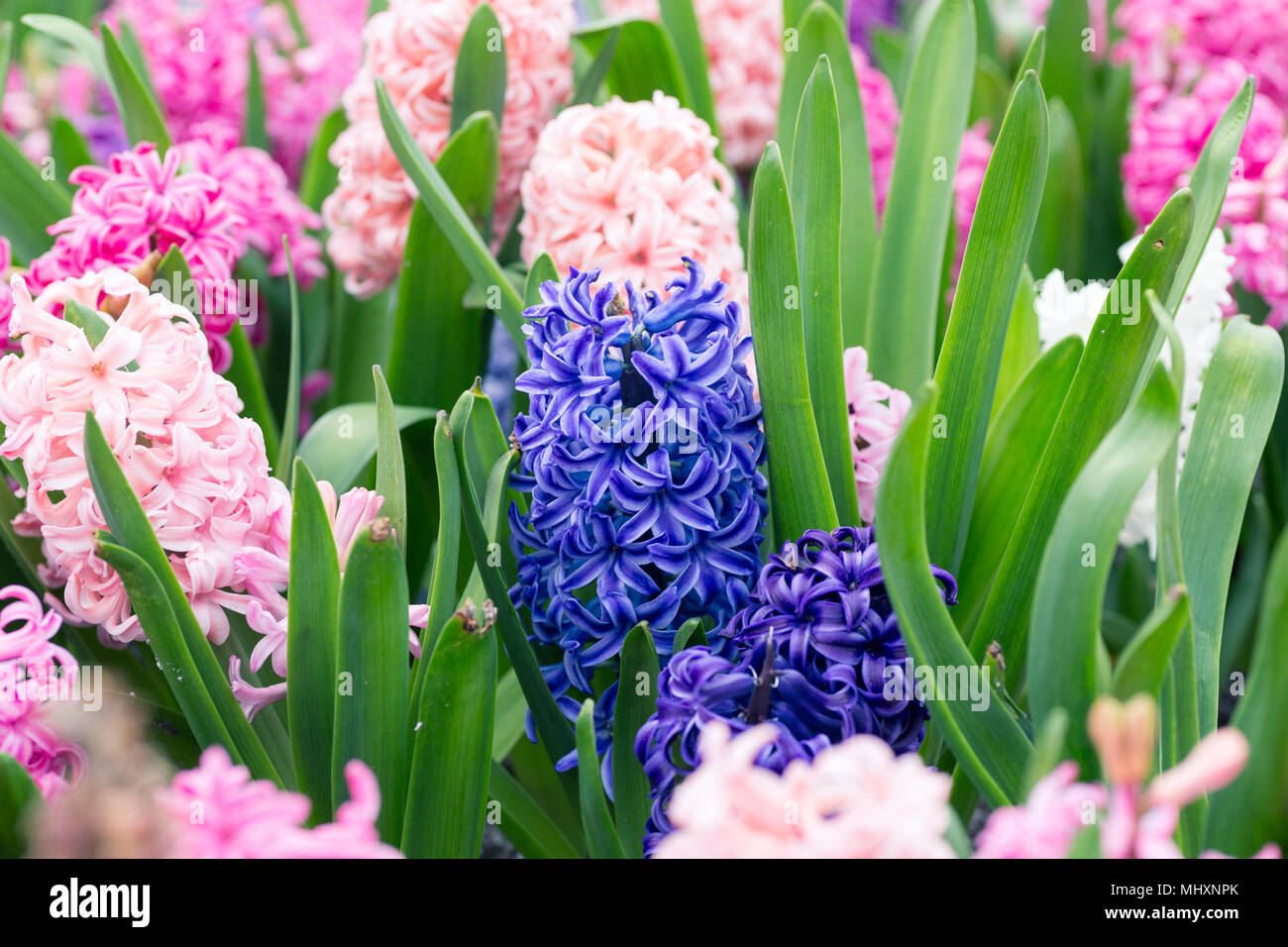 Blue Hyacinth Flower