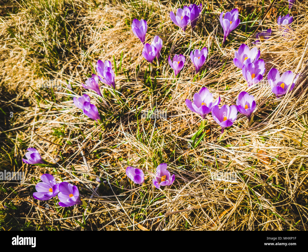 Sprouting crocus hi-res stock photography and images - Alamy