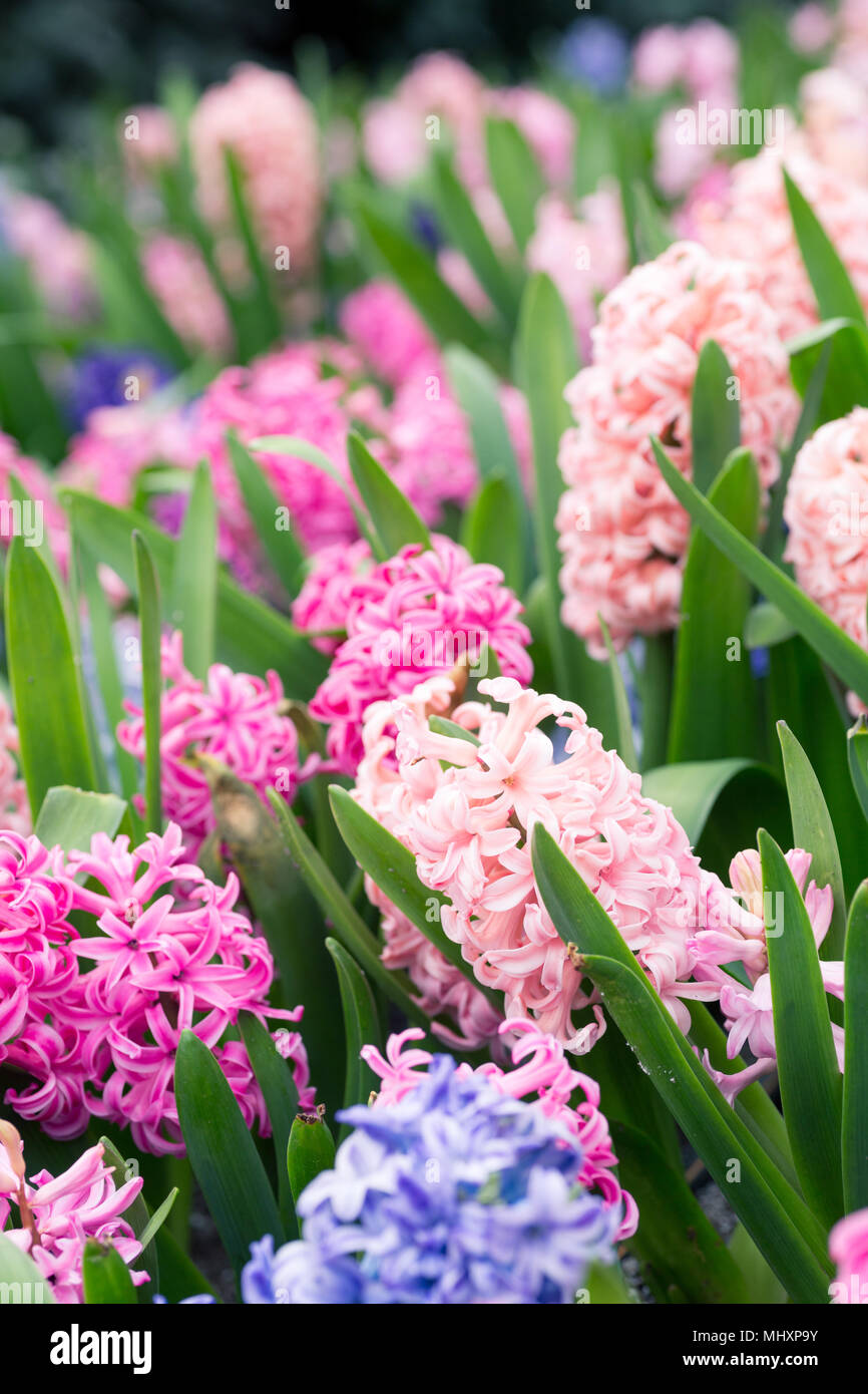 Orange hyacinth hi-res stock photography and images - Alamy