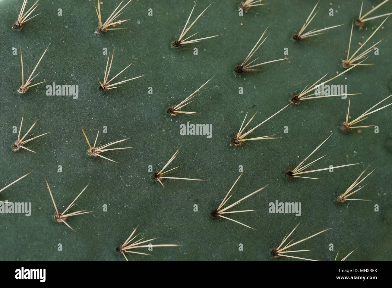 Cactus leaf hi-res stock photography and images - Alamy