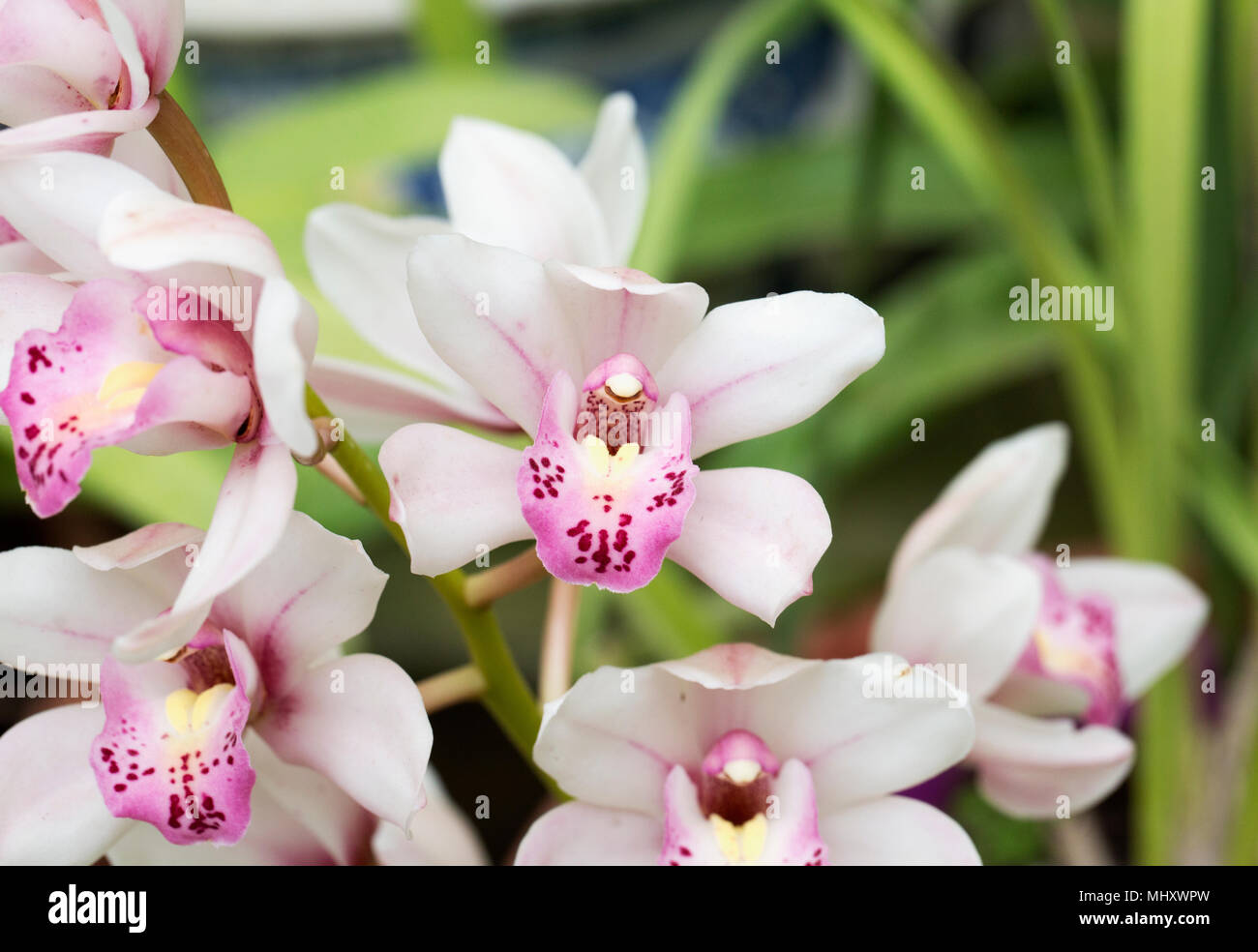 Orchids in a garden, close up, horizontal image Stock Photo - Alamy