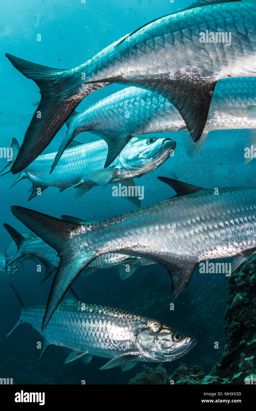 Underwater shot of large tarpon fish gathering, Quintana Roo, Mexico ...