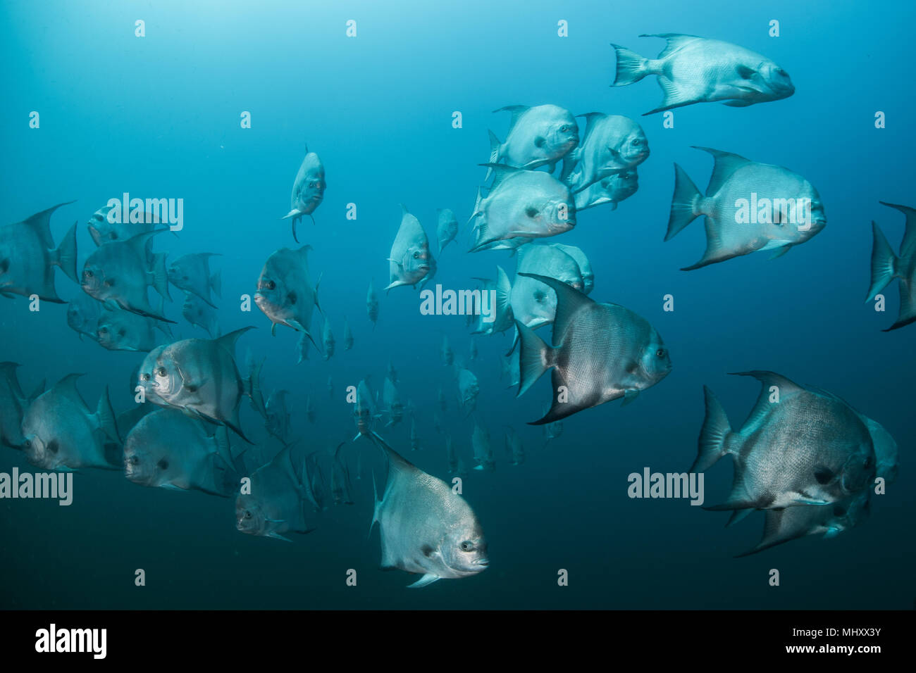 Large school of spadefish hi-res stock photography and images - Alamy