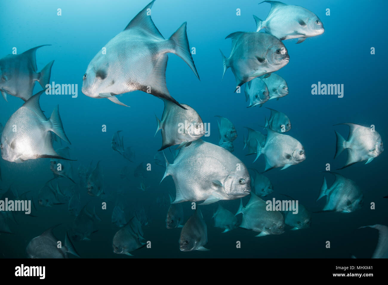 Atlantic fish hi-res stock photography and images - Alamy