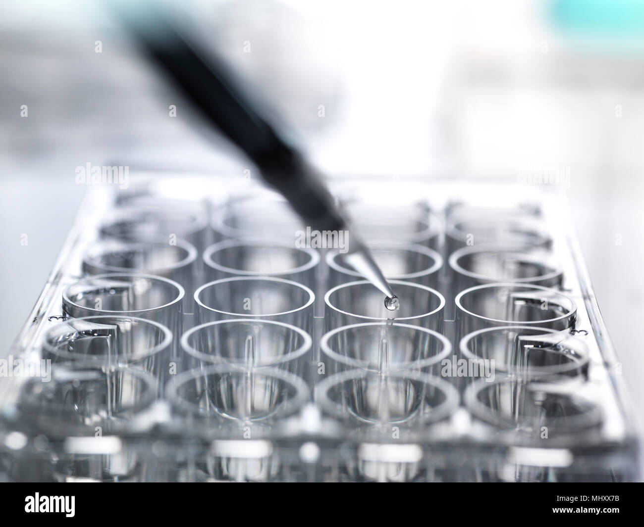 Scientist pipetting sample into a multi well plate during a experiment ...