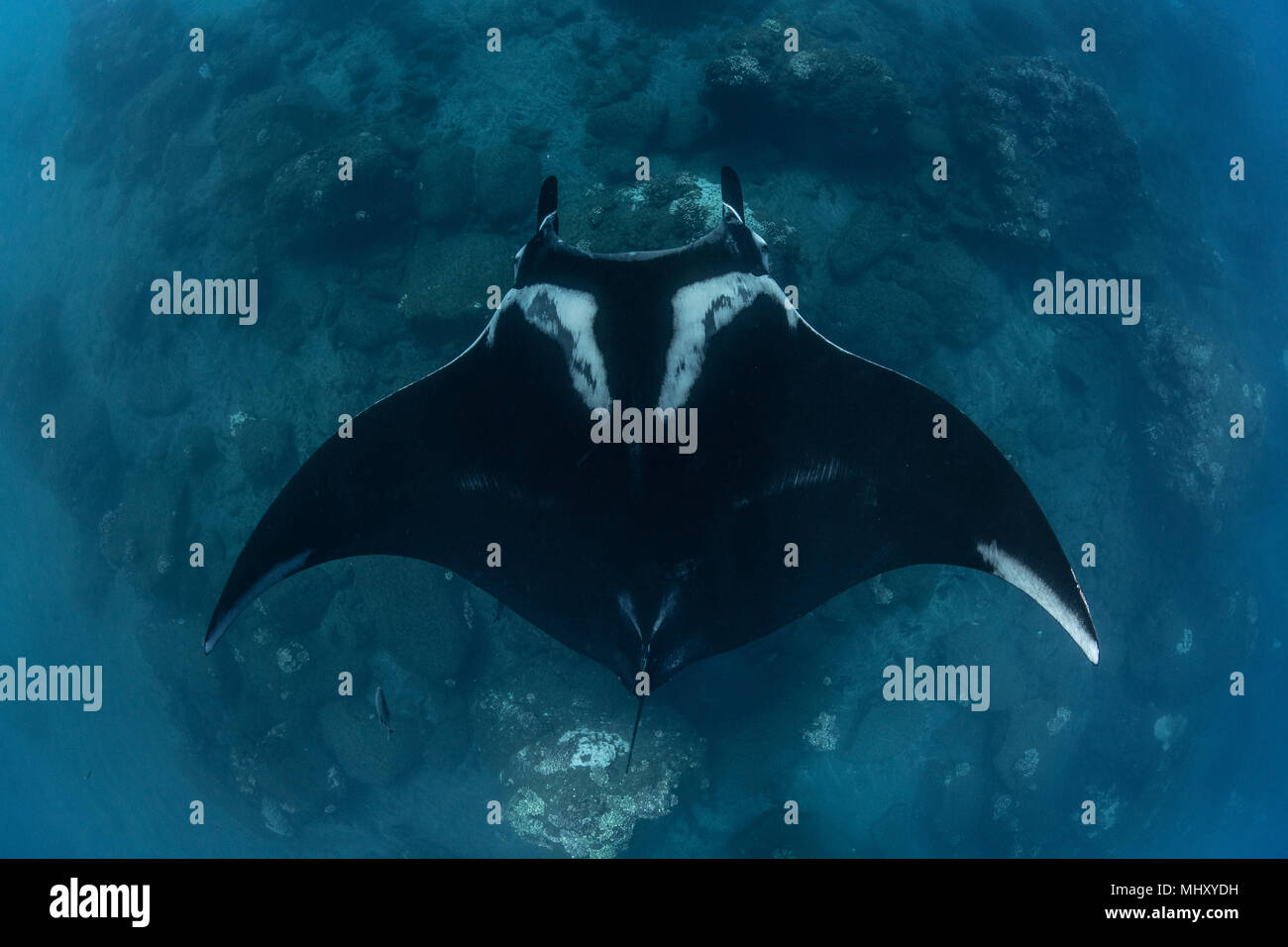 Giant oceanic manta ray, overhead view, Revillagigedo, Tamaulipas ...