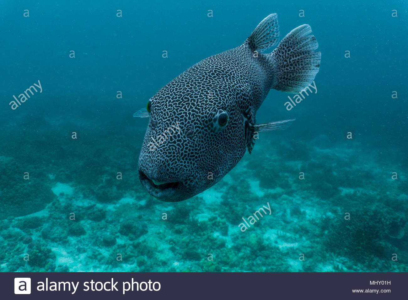 Puffer Fish Blue Sea Stock Photos & Puffer Fish Blue Sea Stock Images ...