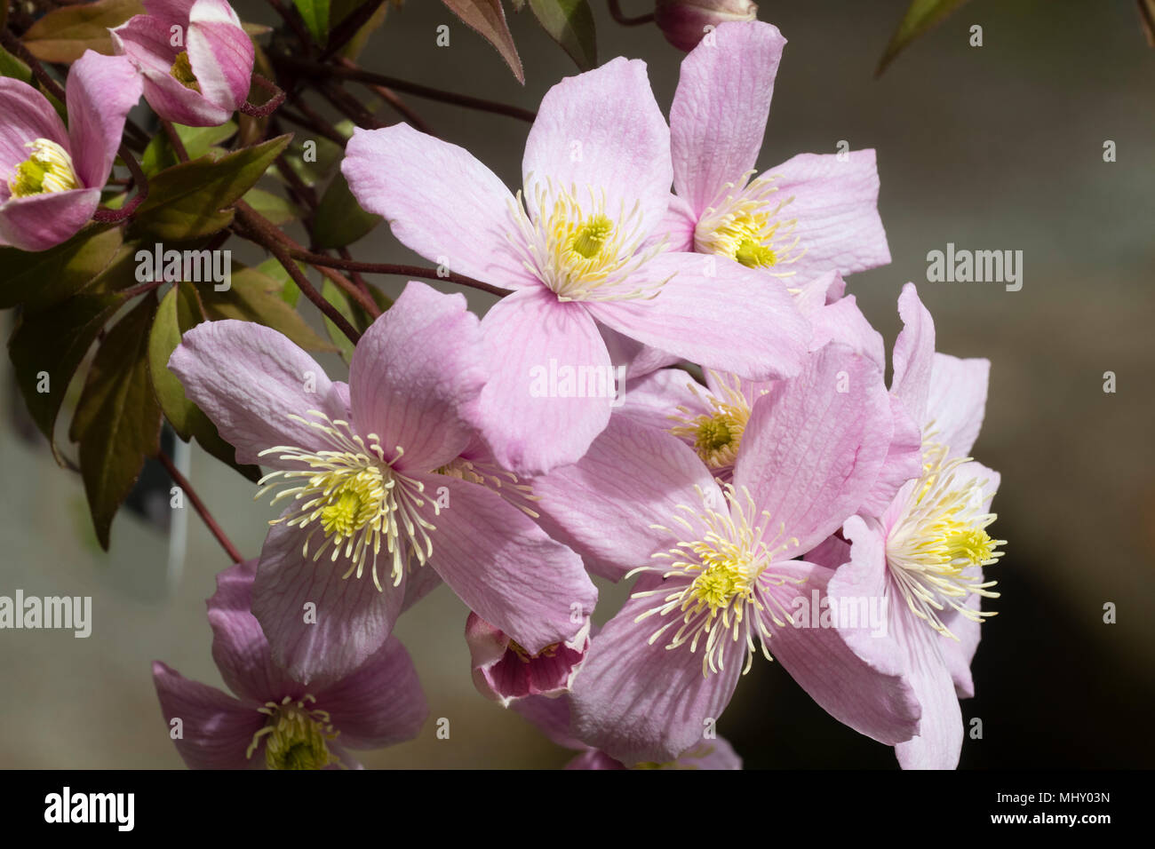 Pink flowers of the deciduous, late spring flowering climber, Clematis ...