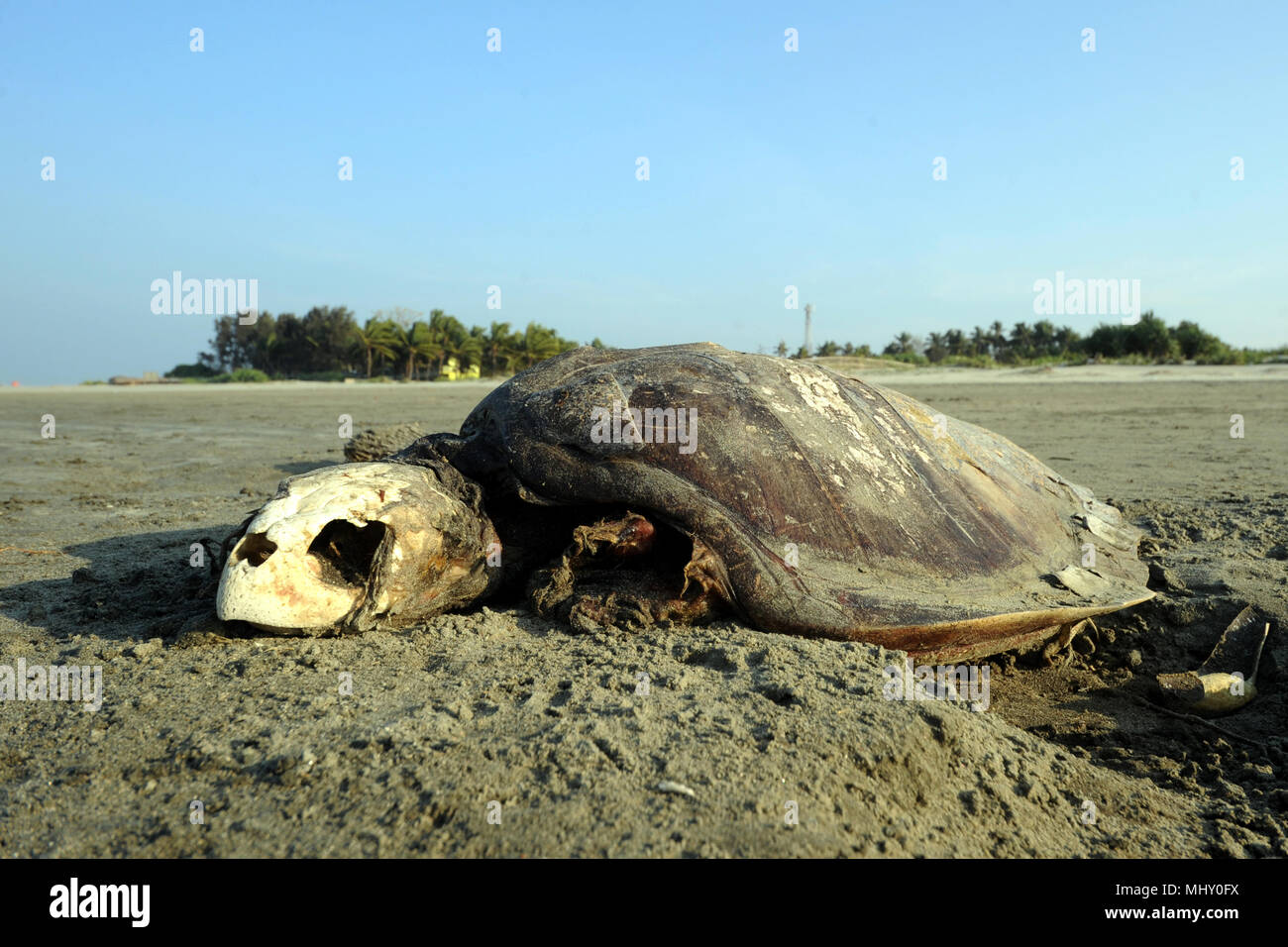 Dead turtle hi-res stock photography and images - Alamy