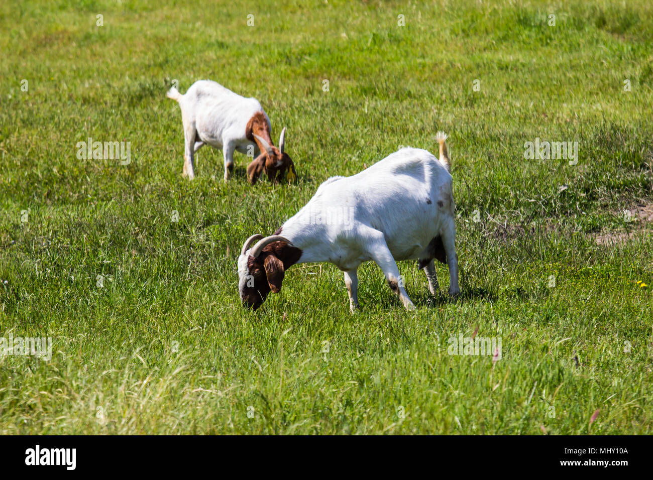 Two Brown & White Goats Grazing In Field Stock Photo - Alamy