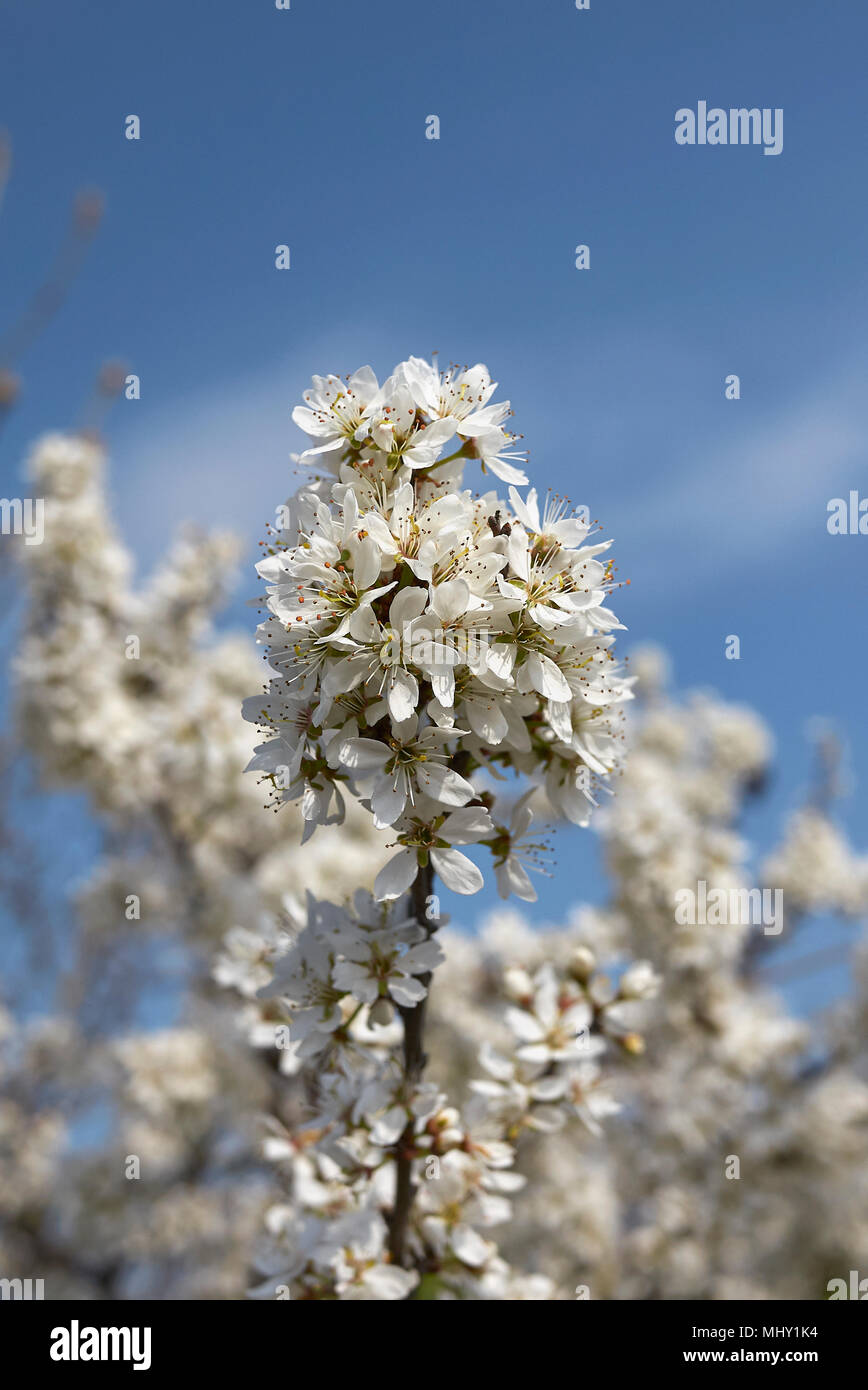 Prunus spinosa blossom countryside hi-res stock photography and images ...