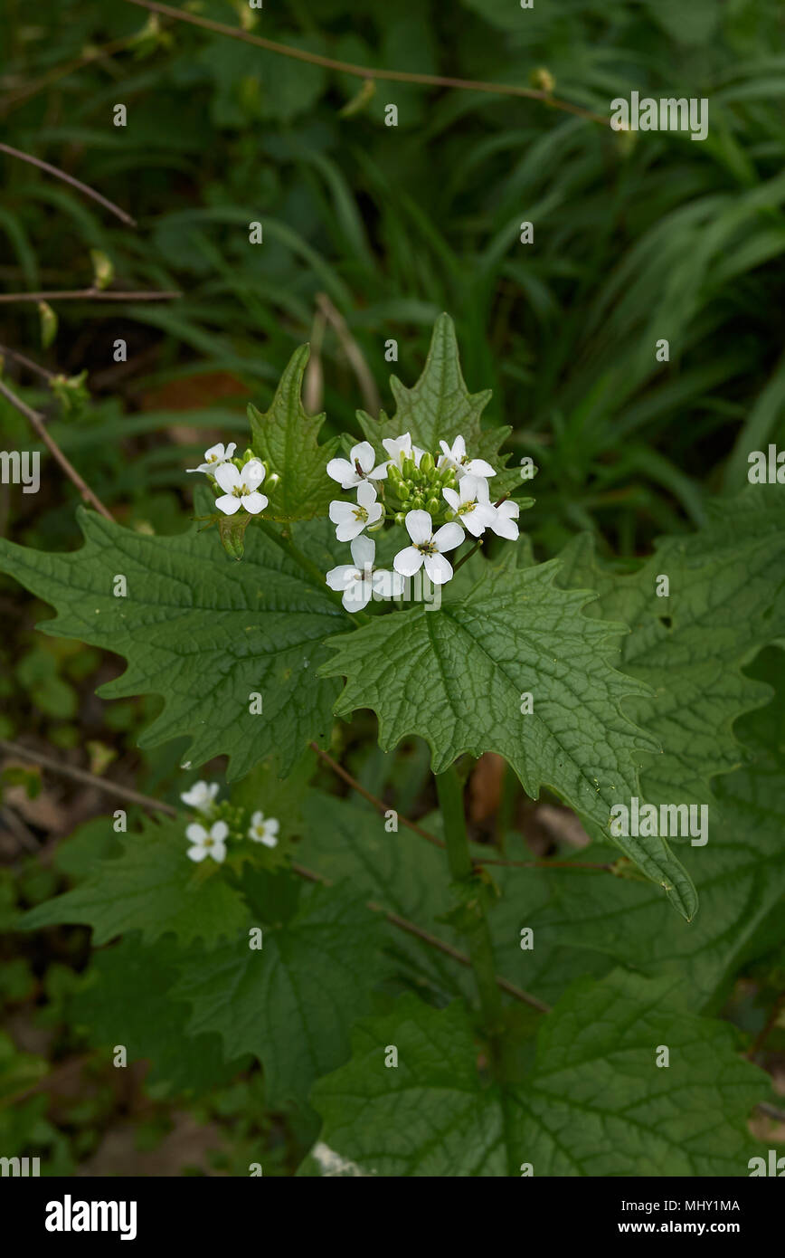 Alliaria petiolata leaves hi-res stock photography and images - Alamy