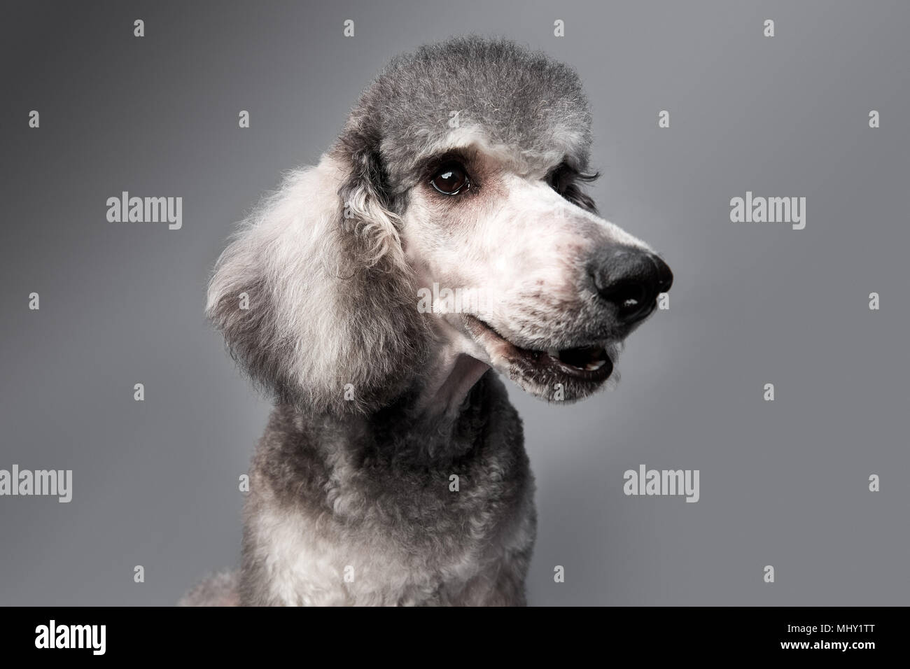 Chinese poodle hi-res stock photography and images - Alamy