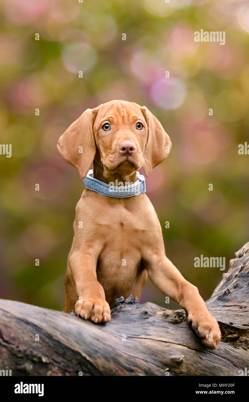 A young golden-rust colored Hungarian Vizsla dog puppy leaning ...