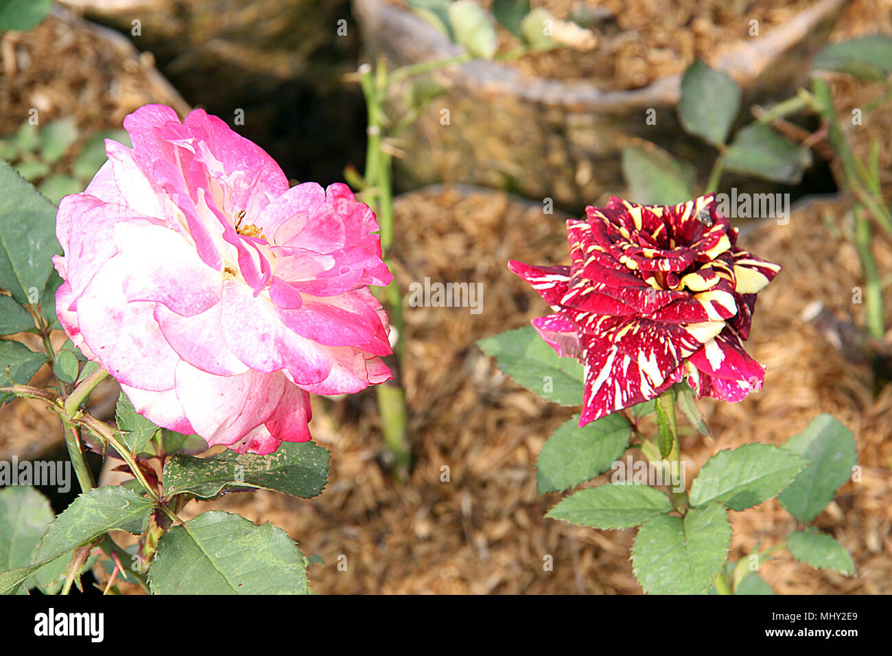 Synstylae rose hi-res stock photography and images - Alamy
