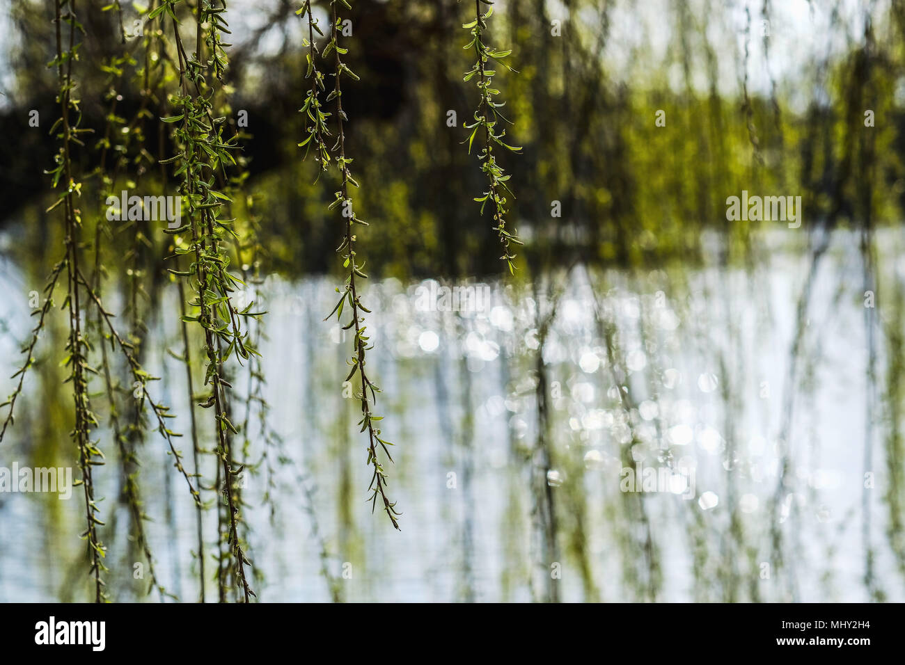 A drooping willow hi-res stock photography and images - Alamy