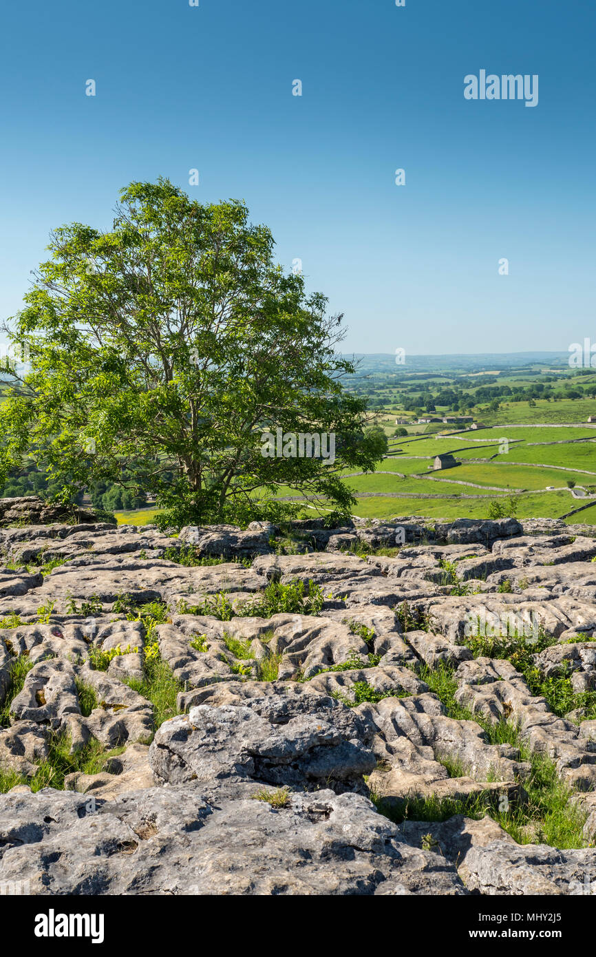Lone tree malham yorkshire dales hi-res stock photography and images ...