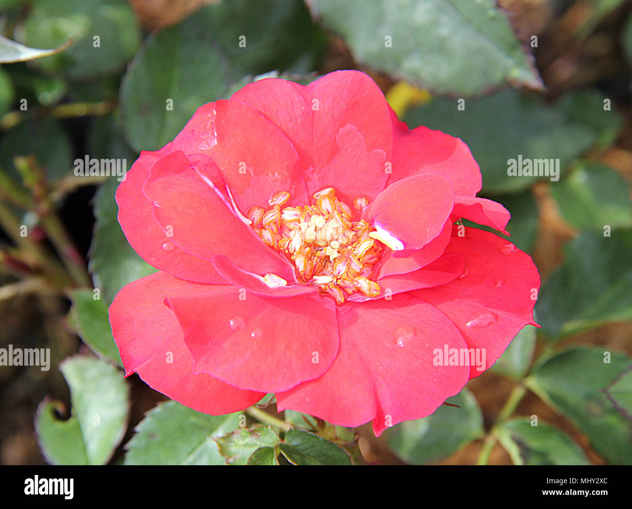 Hulthemia roses hi-res stock photography and images - Alamy
