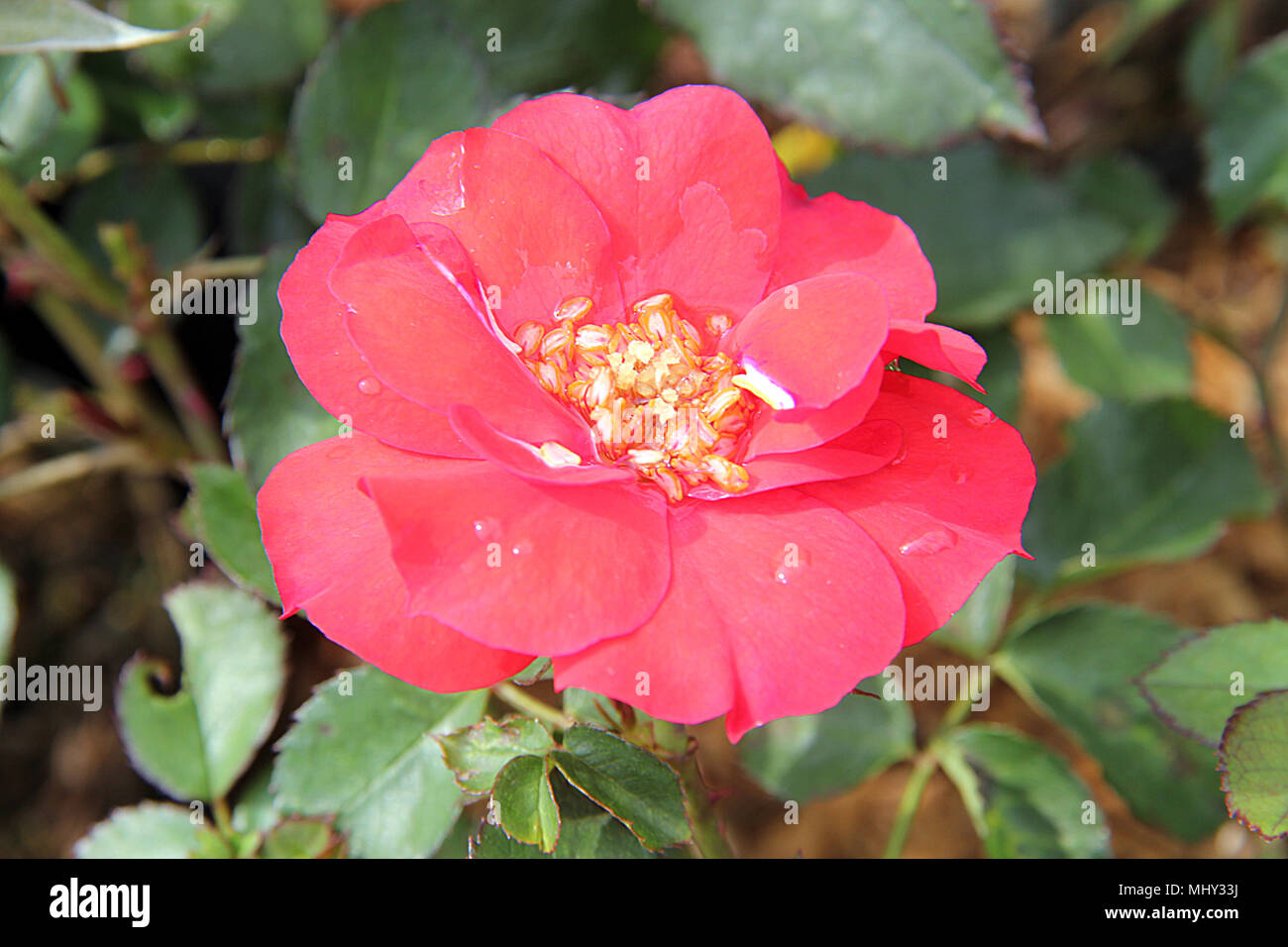 Synstylae rose hi-res stock photography and images - Alamy