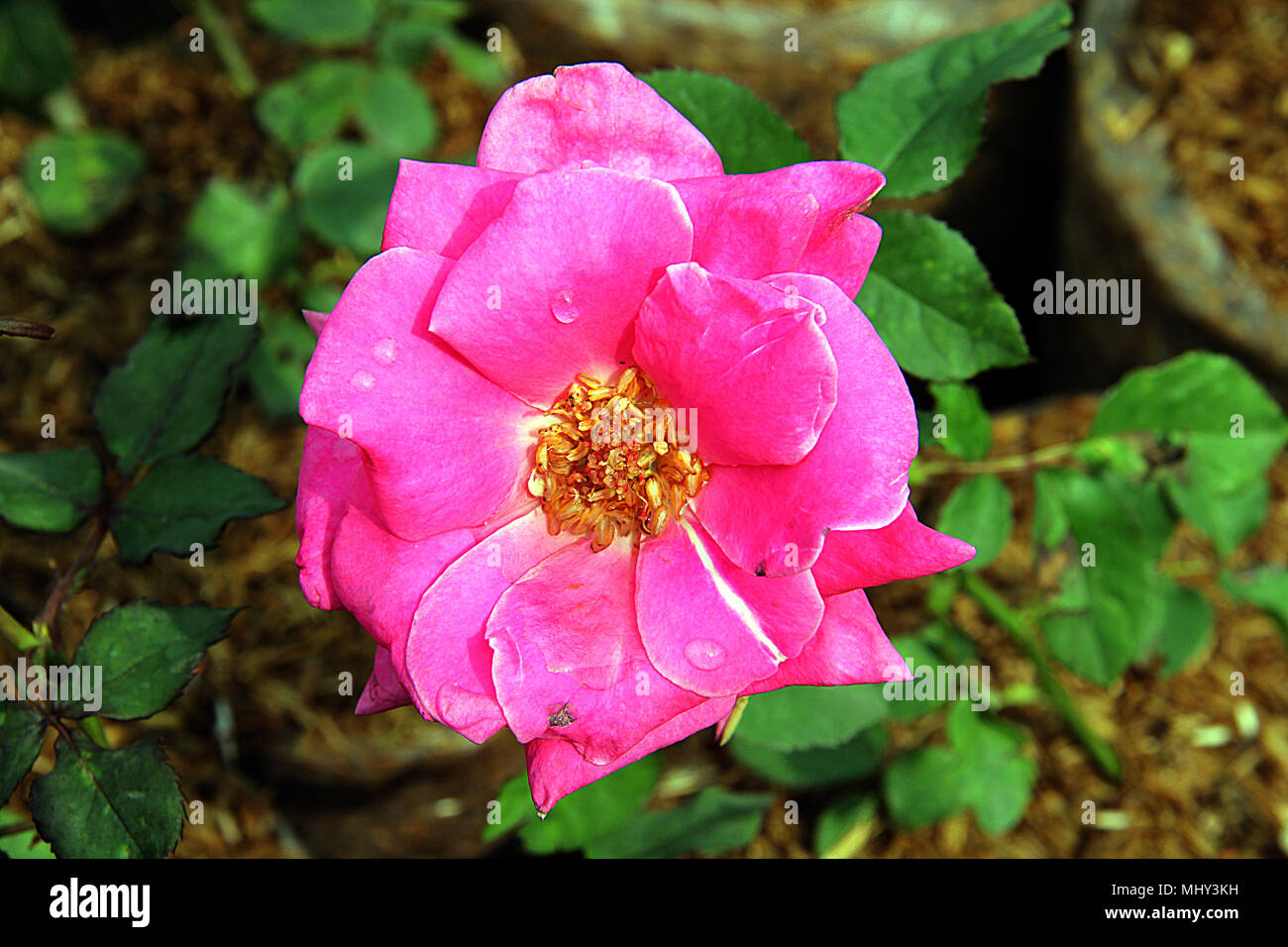 Synstylae rose hi-res stock photography and images - Alamy