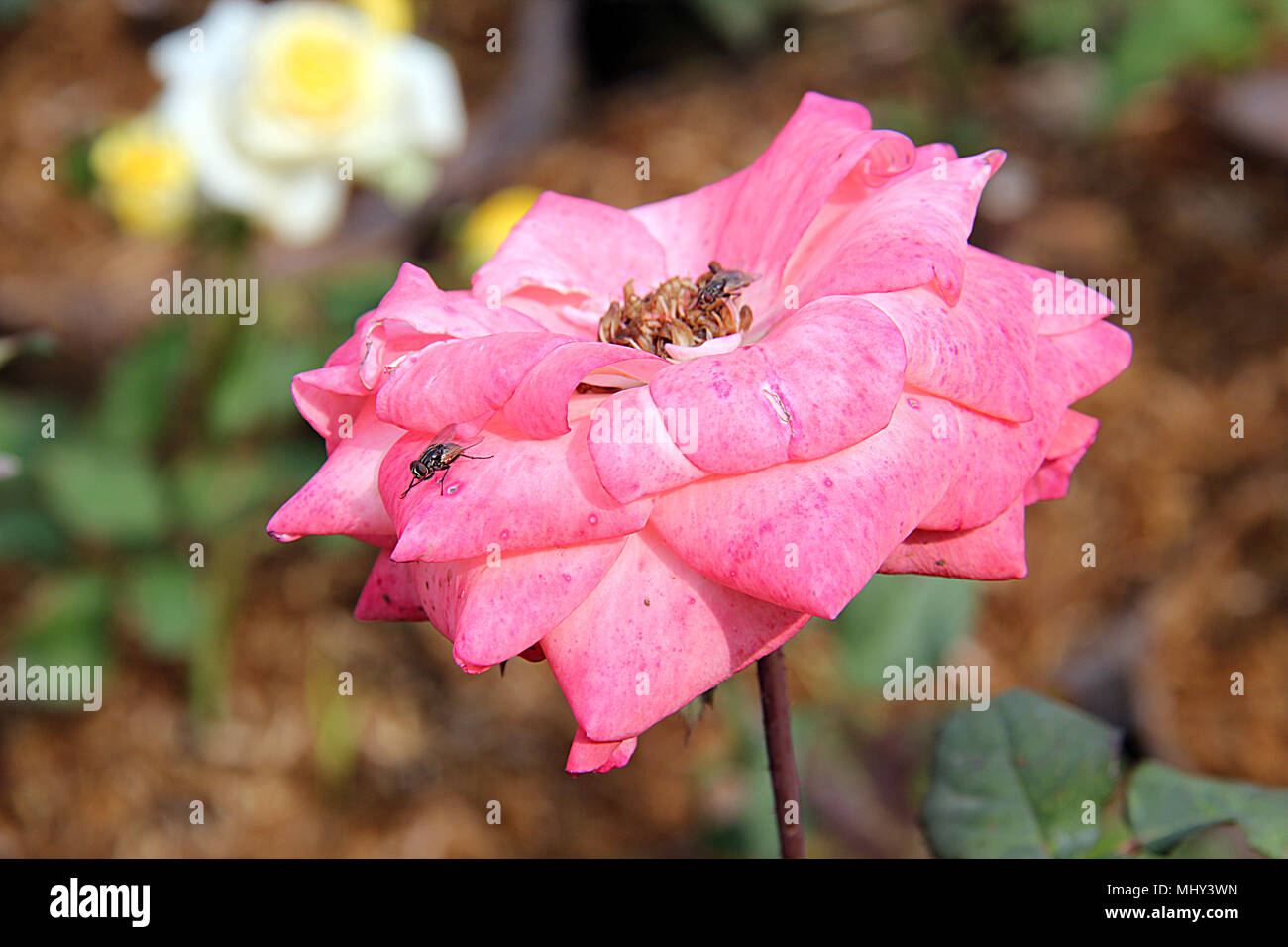 Hulthemia roses hi-res stock photography and images - Alamy