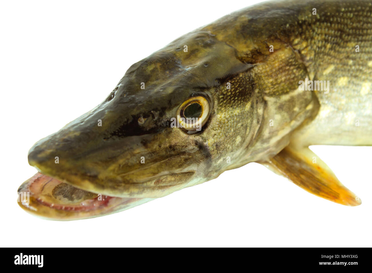 Muskie fish hi-res stock photography and images - Alamy