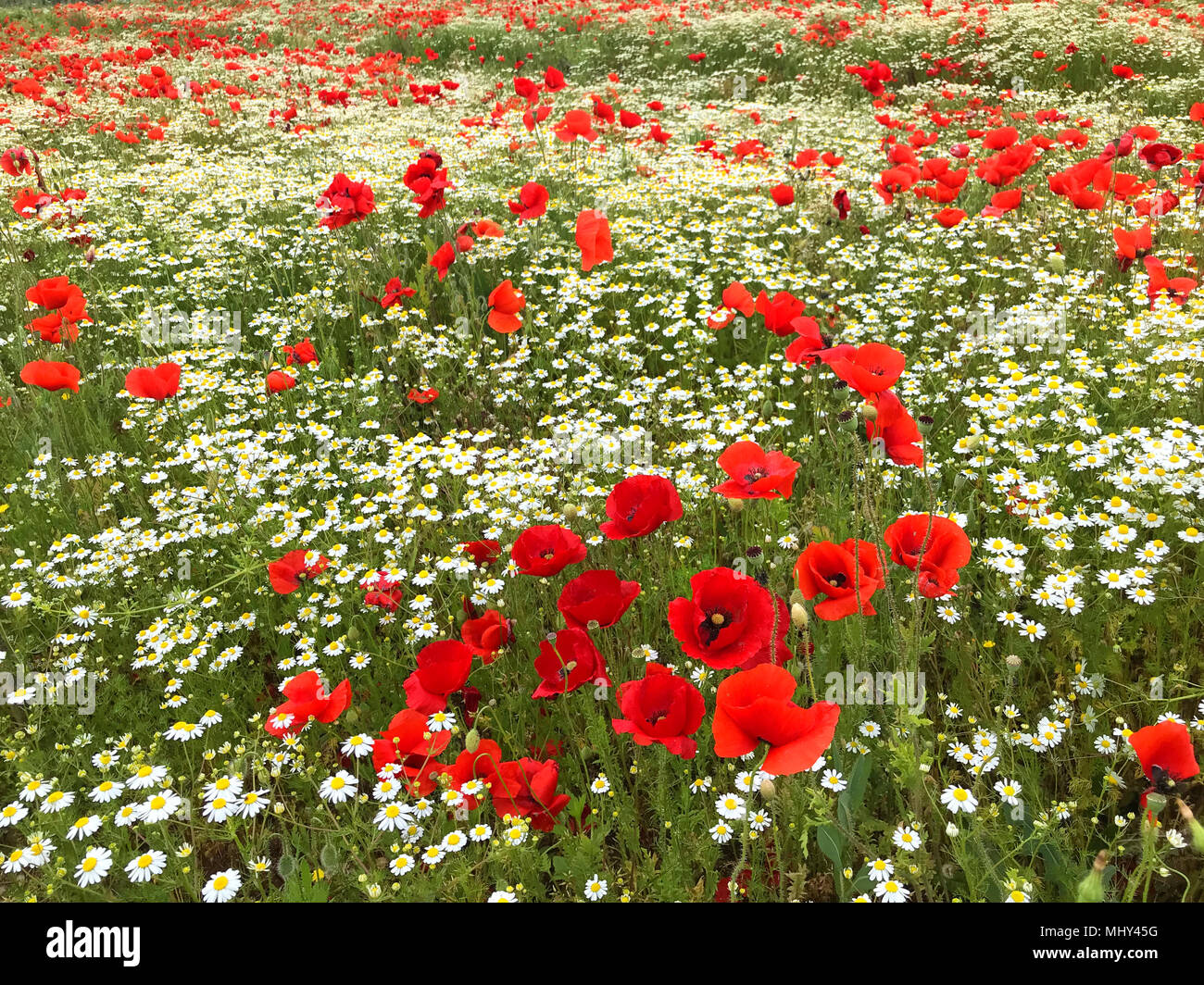 Les poppys hi-res stock photography and images - Alamy