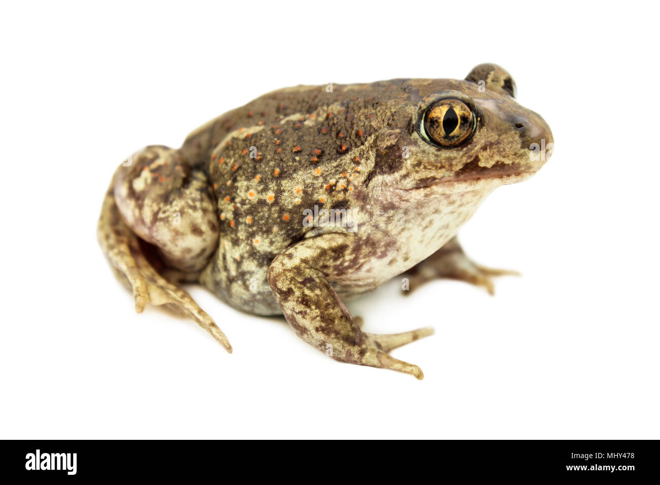 Ordinary toad isolated on white background Stock Photo - Alamy