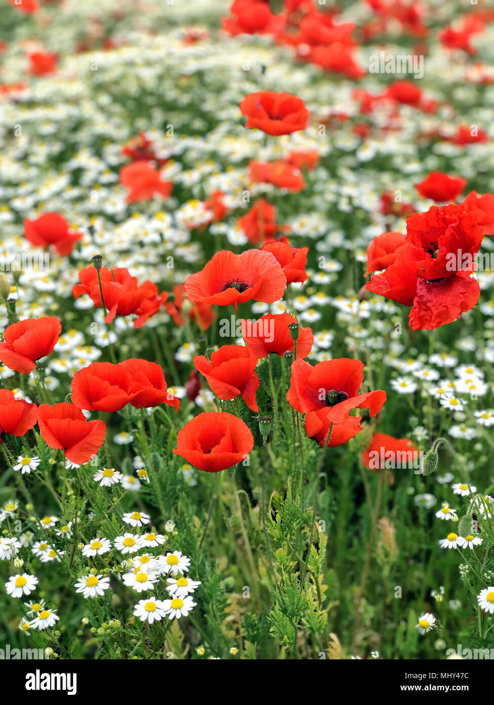 Italian field poppy Stock Photo - Alamy