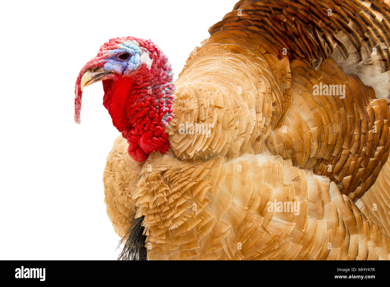 Mottled brown turkey with a bright red head isolated on a white ...