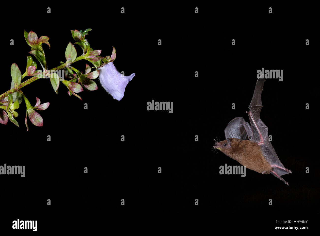 Orange Nectar Bat - Lonchophylla robusta, new world leaf-nosed bat ...