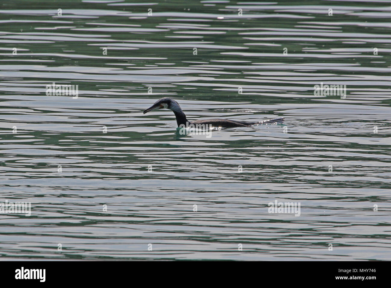 cormorant or liver bird with light behind swimming Latin phalacrocorax ...