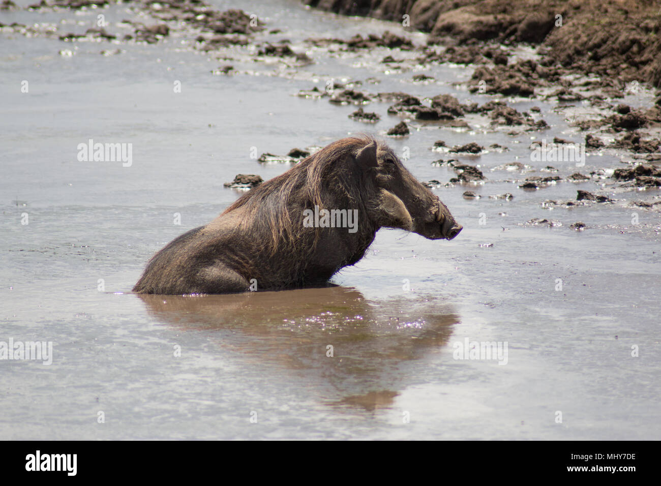 Warthog in mud and water hi-res stock photography and images - Alamy